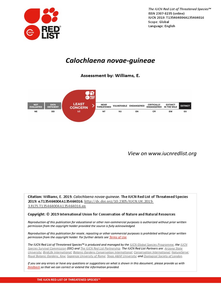 Calochlaena Novae-Guineae: Assessment By: Williams, E | PDF | Papua New ...