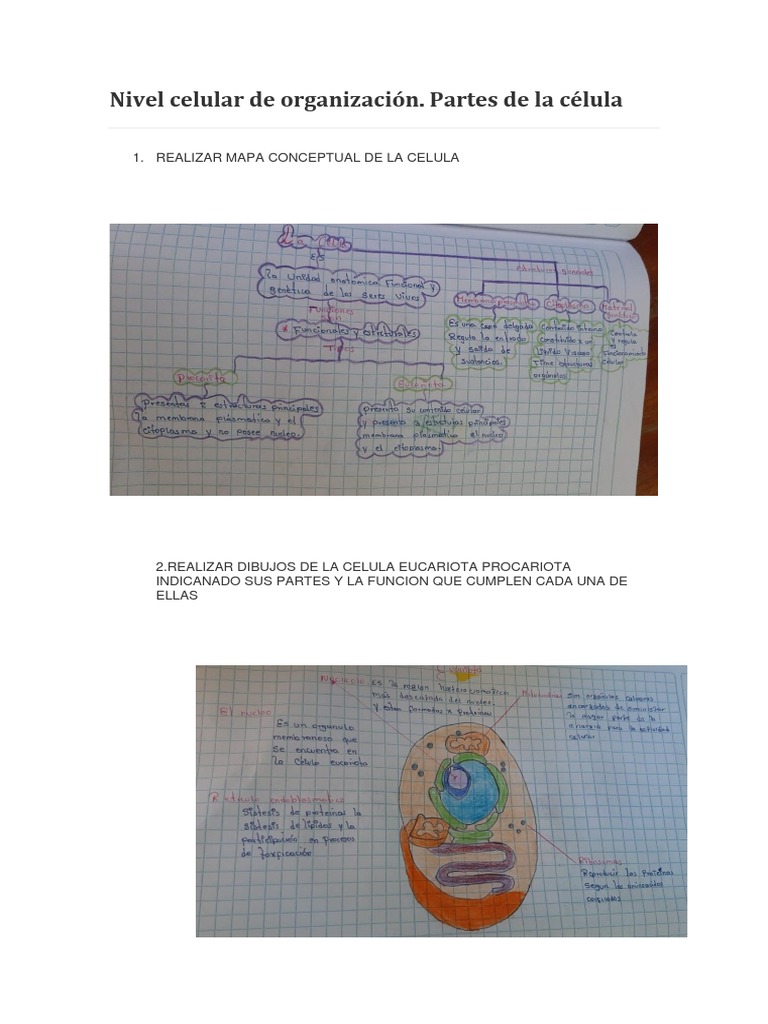 Tarea - La Célula | PDF