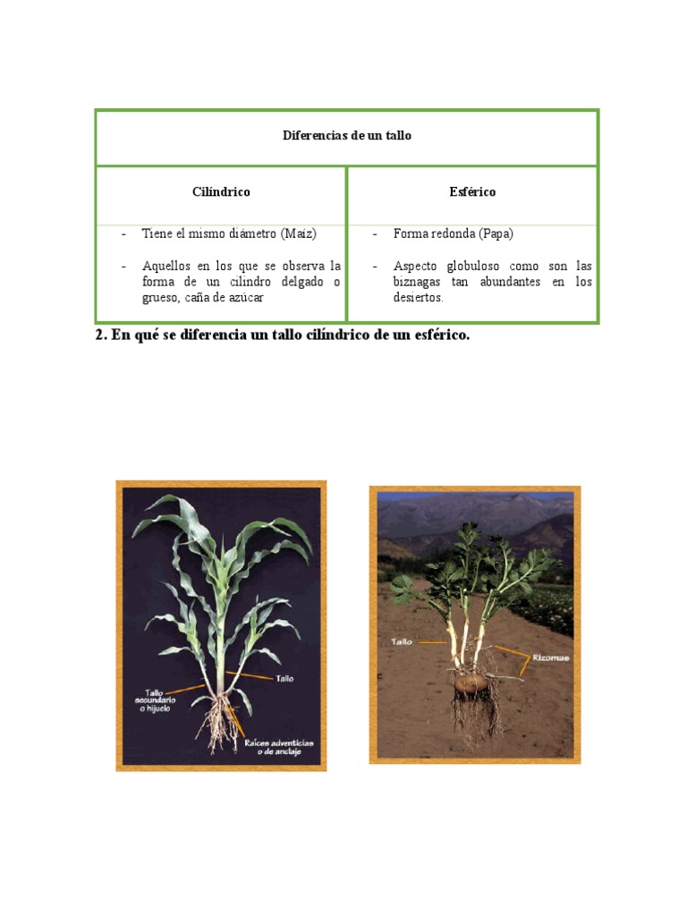 Diferencias de Un Tallo Prac 8 | PDF
