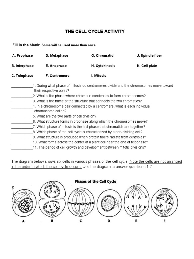 The Cell Cycle Activity: Fill in The Blank | PDF