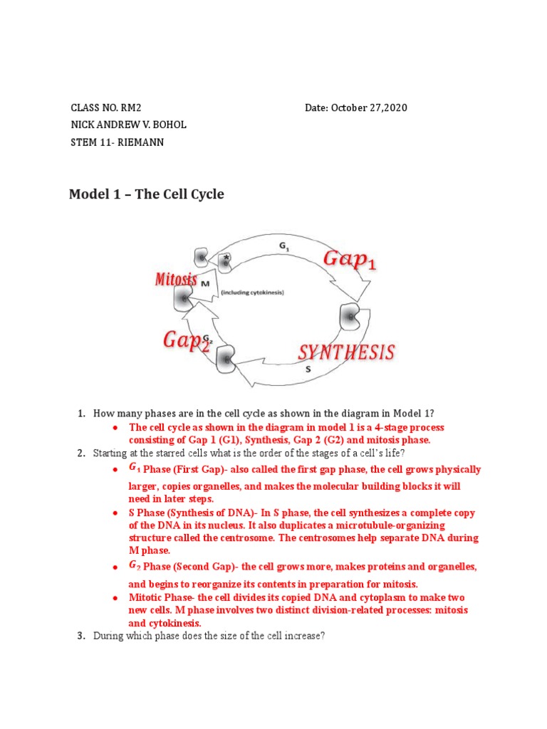 Activity 2 - Cell Cycle | PDF | Mitosis | Cell Cycle