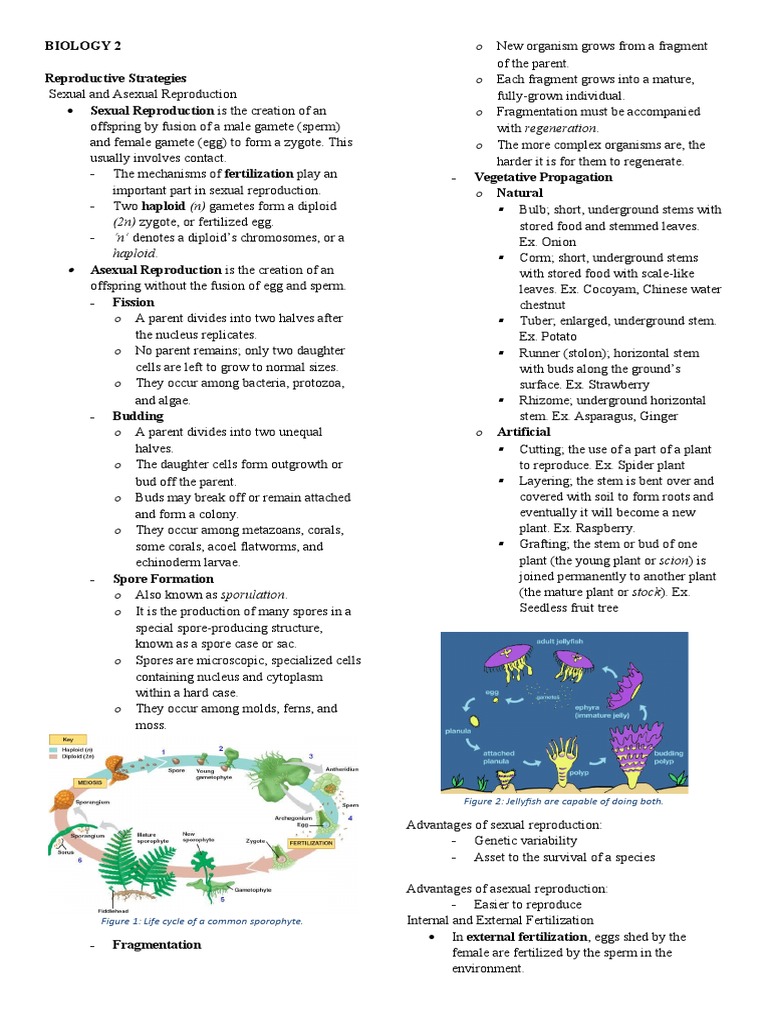 Biology 2 Reproductive Strategies: Figure 2: Jellyfish Are Capable of ...