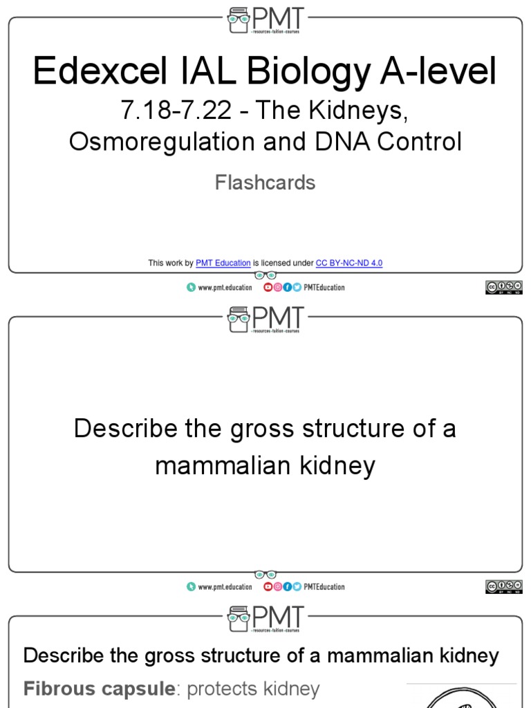Flashcards - Topic 7.18-7.22 The Kidneys, Osmoregulation and DNA ...