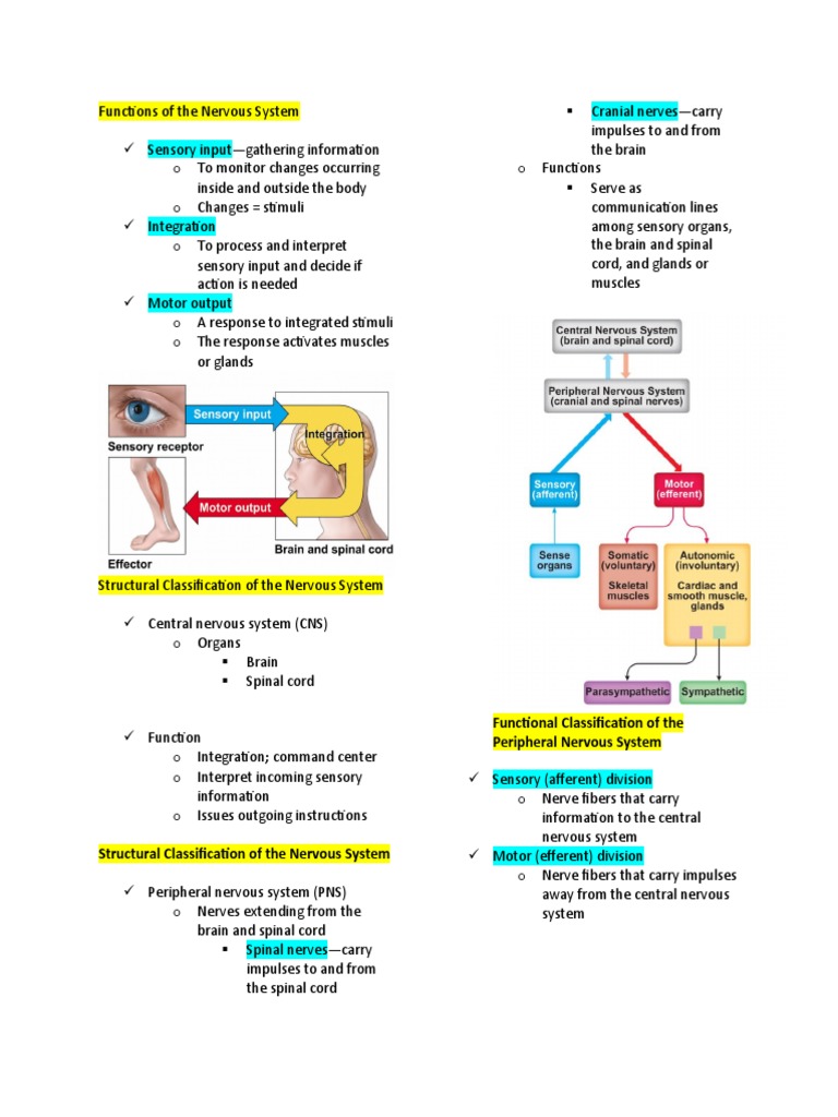 Functional Classification of The Peripheral Nervous System | PDF ...
