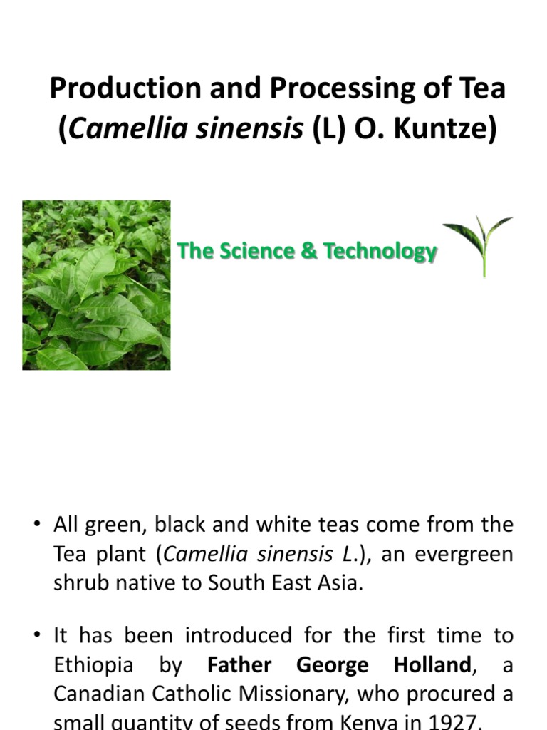 Tea Production and Processing PDF | PDF | Drink | Pruning