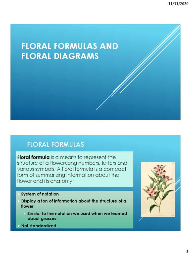 Floral Formulas and Diagrams Explained | PDF | Petal | Flowers