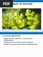 Digital Model For Cellular Respiration Rubric | PDF