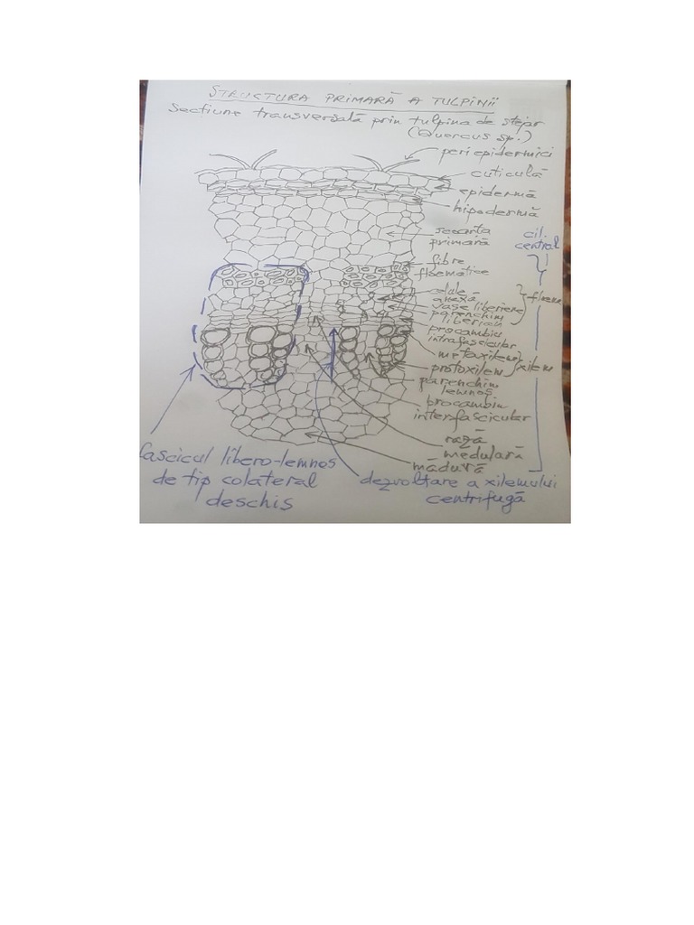 Structura Primara A Tulpinii - Desen Si Explicatii | PDF
