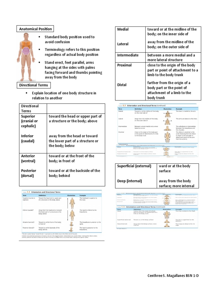 Language of Anatomy (Word) | PDF | Anatomical Terms Of Location | Pelvis