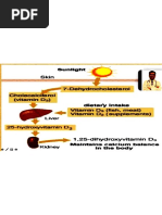 Adult Vitamin D Guidelines FINAL October 2023 | PDF | Vitamin D | Vitamin