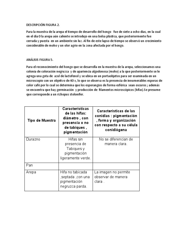 Morfología del moho en arepas | PDF | Hongo | Organismos