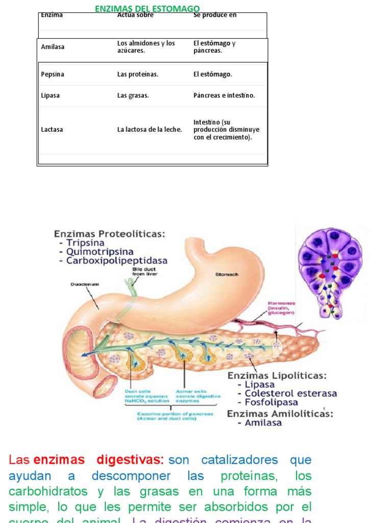 6ta Práctica Dig Intestino Delga Y Grueso Pdf Digestión Bioquímica