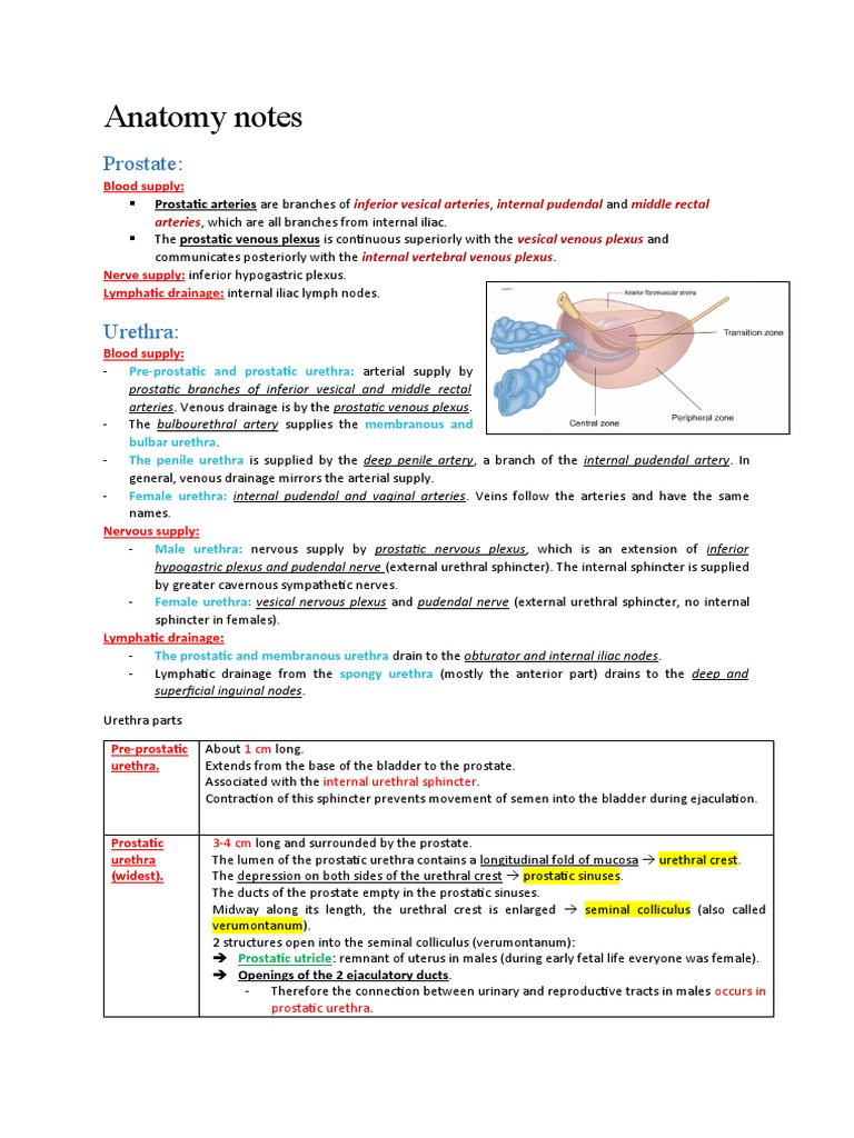 Anatomy Notes: Prostate | PDF | Prostate | Kidney