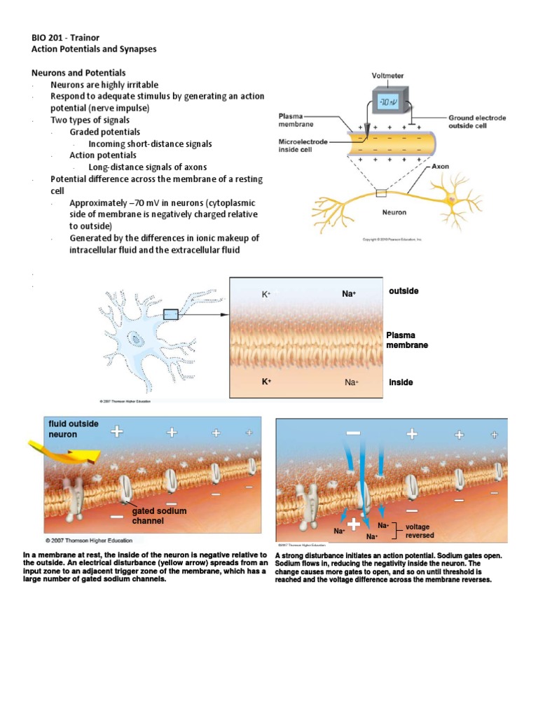 Action Potentials and Synapses Handouts | PDF | Action Potential ...