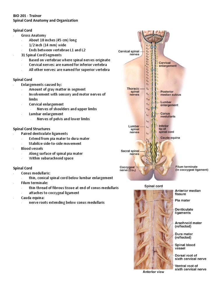 Spinal Cord Anatomy and Organization Handouts | Download Free PDF ...