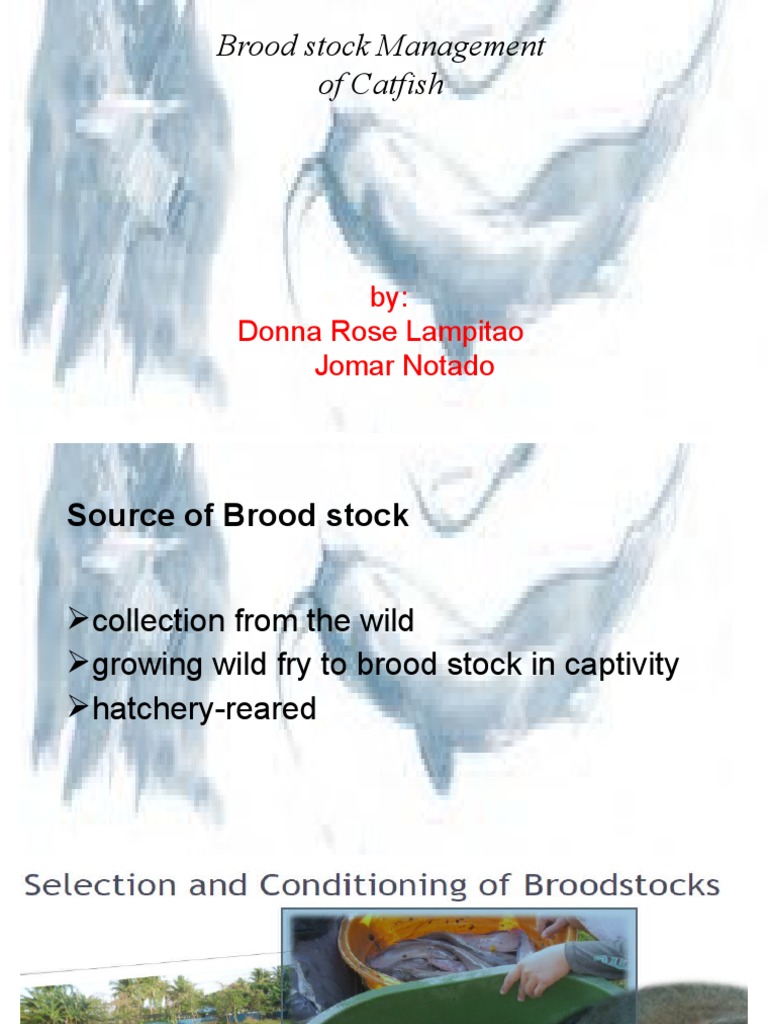Catfish Broodstock Management Guide | PDF | Aquaculture | Chemistry