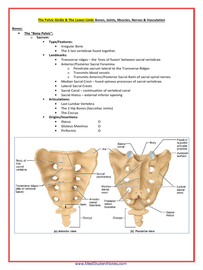A&P - 6. Pelvic & Lower Limb Detailed Anatomy (42p) | PDF | Human Leg ...