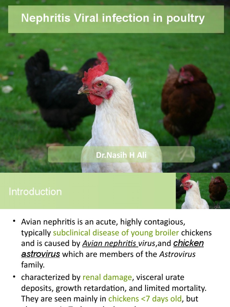 Nephritis Virus in Poultry | PDF | Virus | Kidney