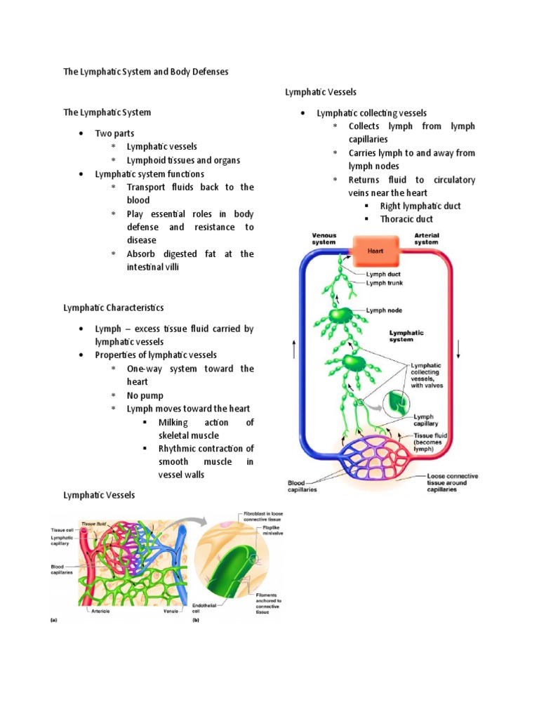 Lymphatic System & Body Defenses Overview | PDF | Lymphatic System ...