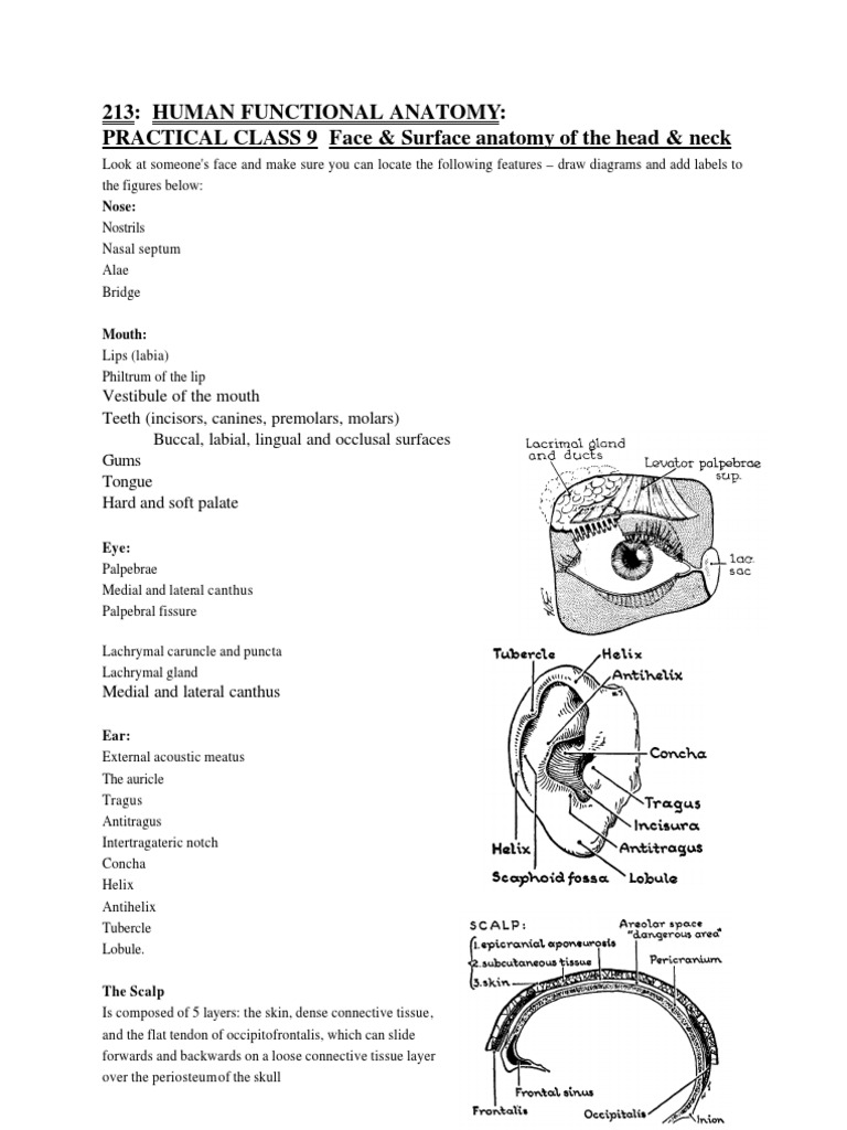 Head & Neck Anatomy: Practical Guide | PDF | Common Carotid Artery | Face