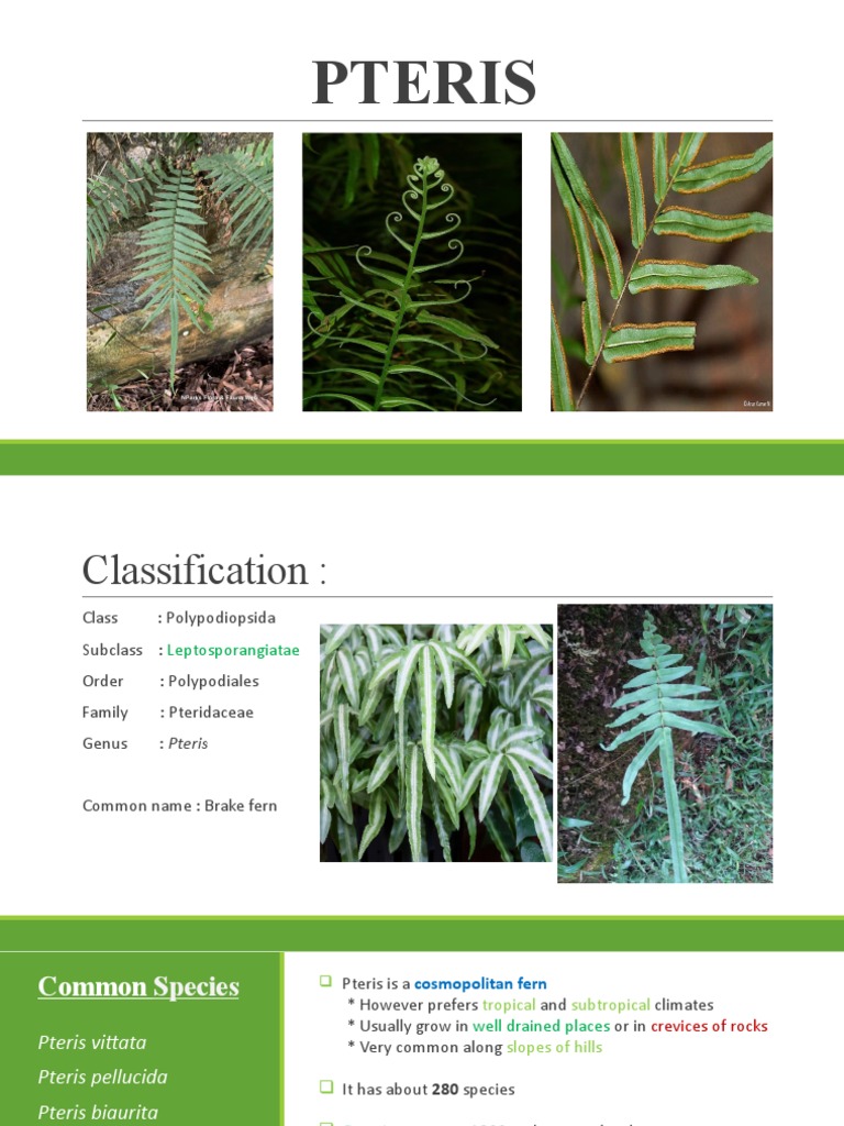 PTERIS | PDF | Leaf | Plant Stem
