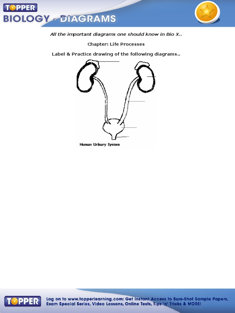 All The Important Diagrams One Should Know in Bio X.. Chapter: Life ...