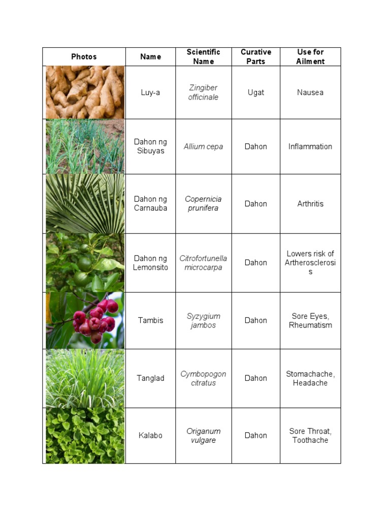 Photos Name Scientific Name Curative Parts Use For Ailment: Zingiber ...