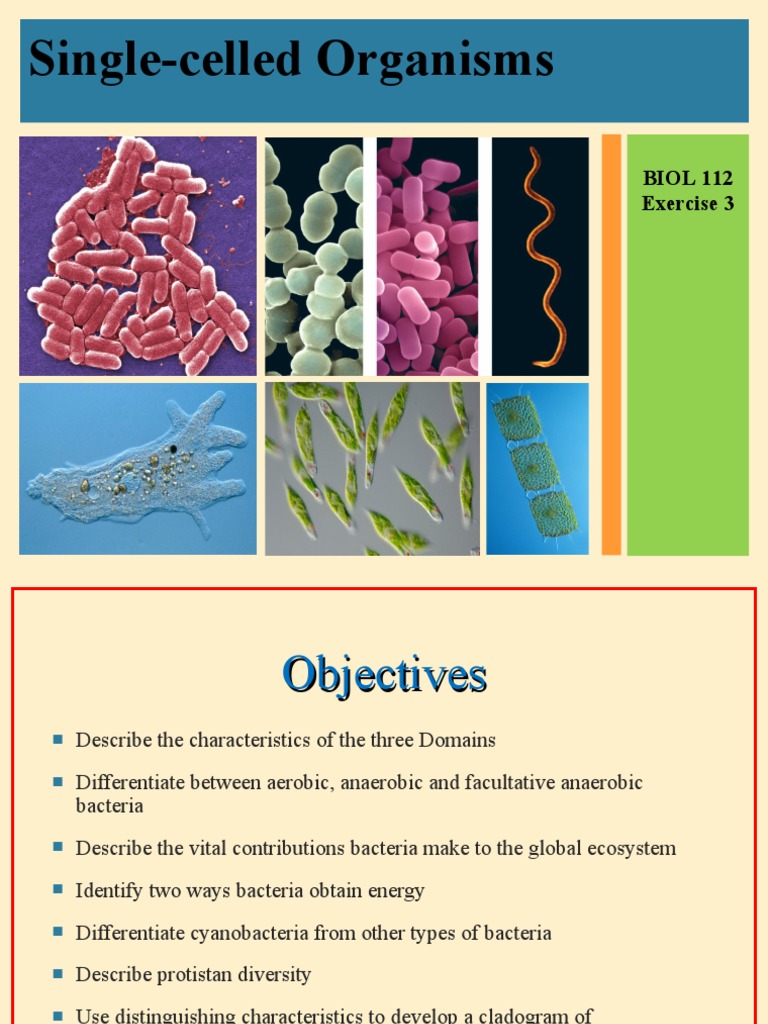 Single-Celled Organisms: BIOL 112 Exercise 3 | PDF | Bacteria ...