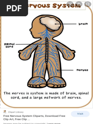 Nervous System Clipart