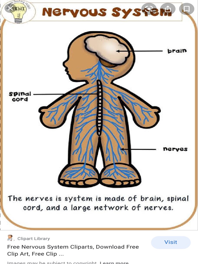 Free Nervous System Cliparts, Download Free Clip Art, Free Clip .. | PDF