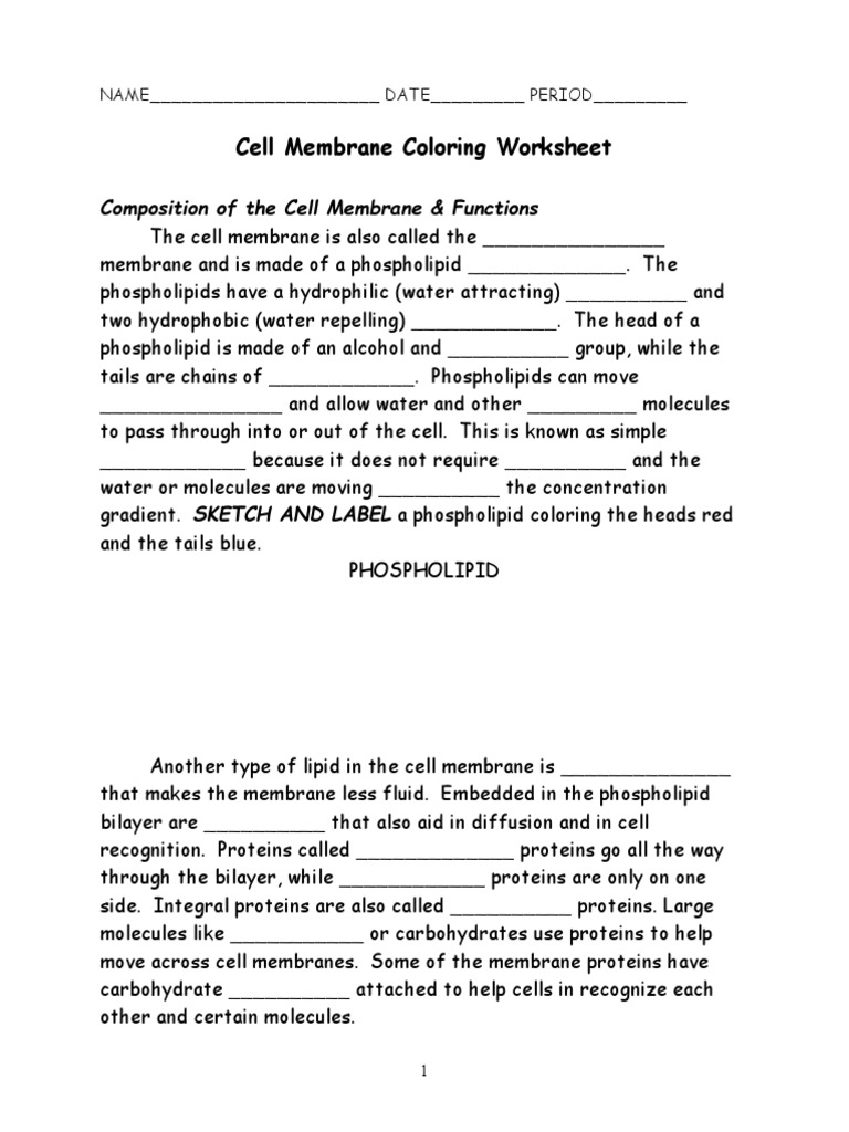 Cell Membrane Coloring Worksheet | PDF | Phospholipid | Cell Membrane