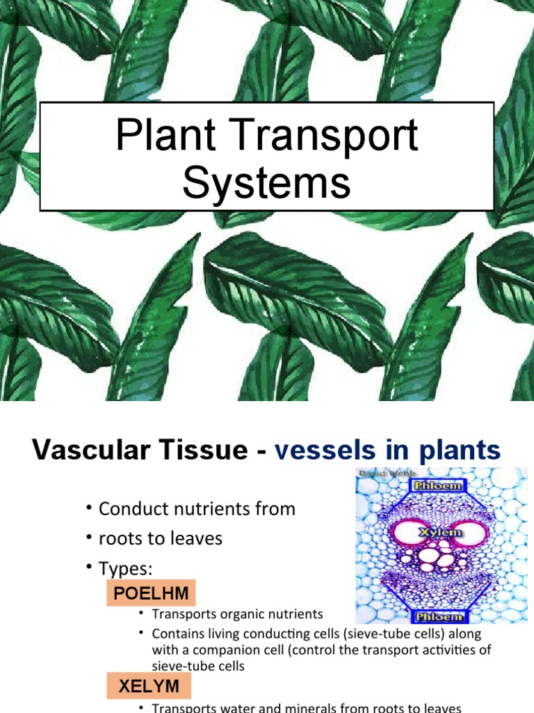 Plant Transport Systems | PDF | Plant Stem | Tissue (Biology)
