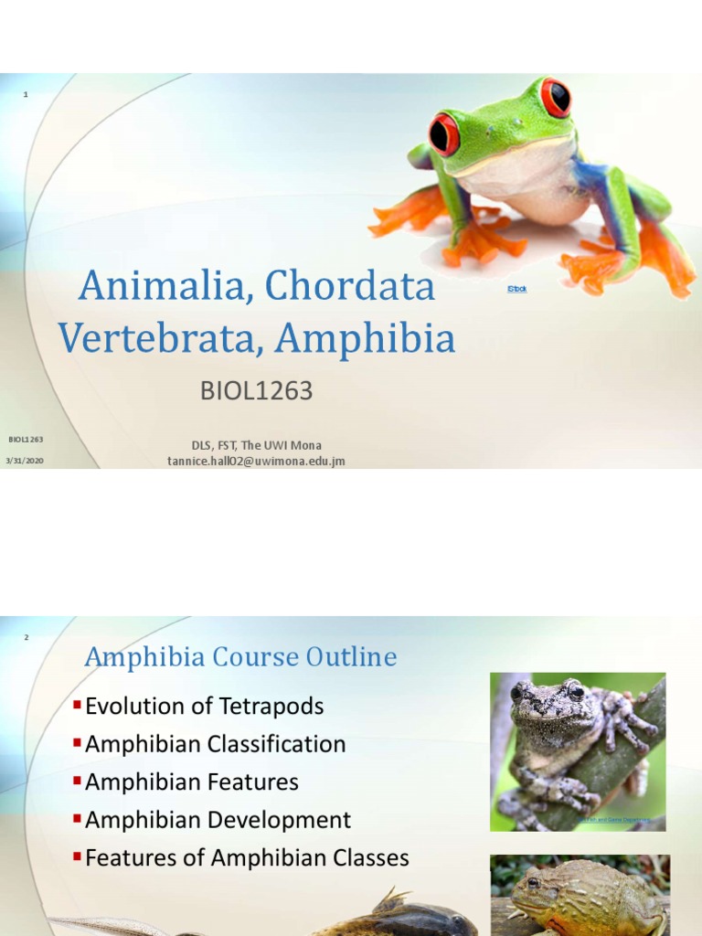 BIOL1263 13 Chordata Vertebrata Amphibia 2020 | PDF | Amphibian | Frog