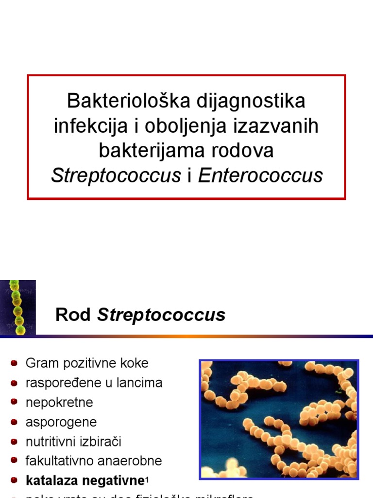 Vezba 5 - Streptococcus, Enterococcus | PDF