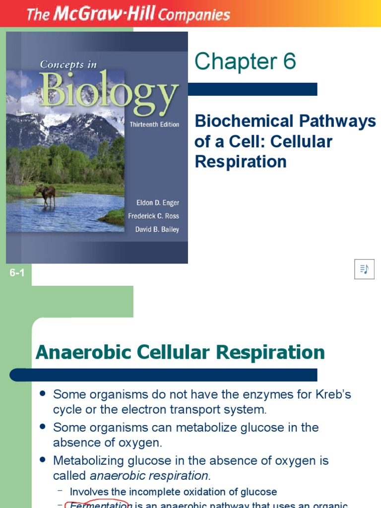 Chapt06 - Lecture - PartII | PDF | Cellular Respiration | Fermentation
