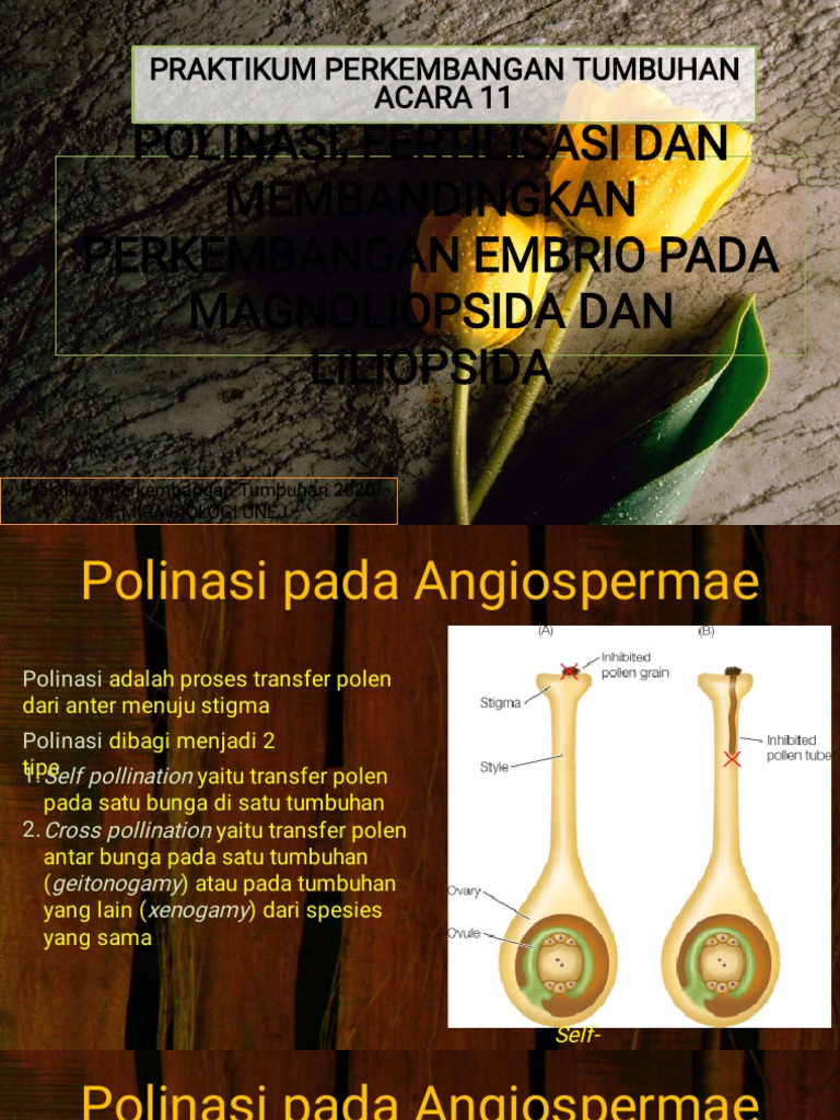Polinasi, Fertilisasi Dan Membandingkan Perkembangan Embrio Pada Angiospermae | PDF