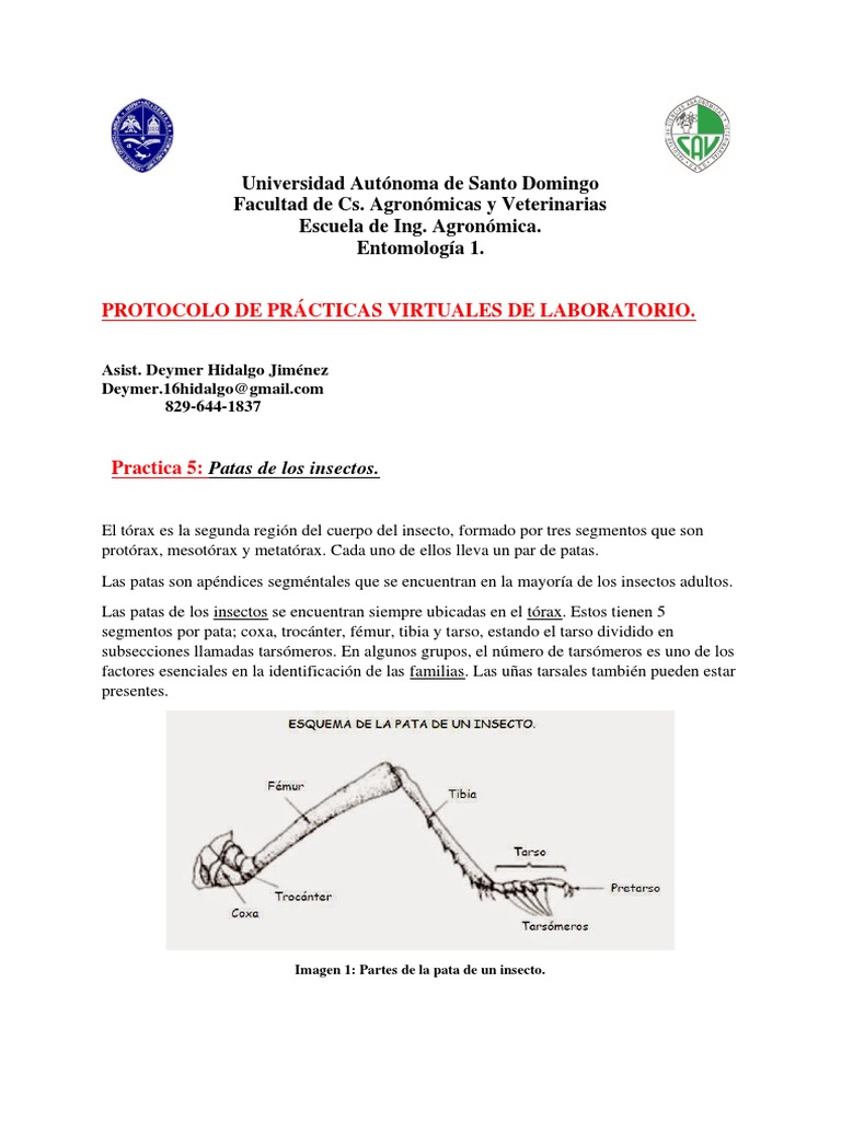 Tipos de patas de insectos y sus funciones | PDF | Taxa | Artropodología