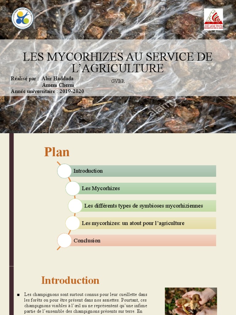 Les Mycorhizes Au Service de L'agriculture | PDF | Champignons | Biologie