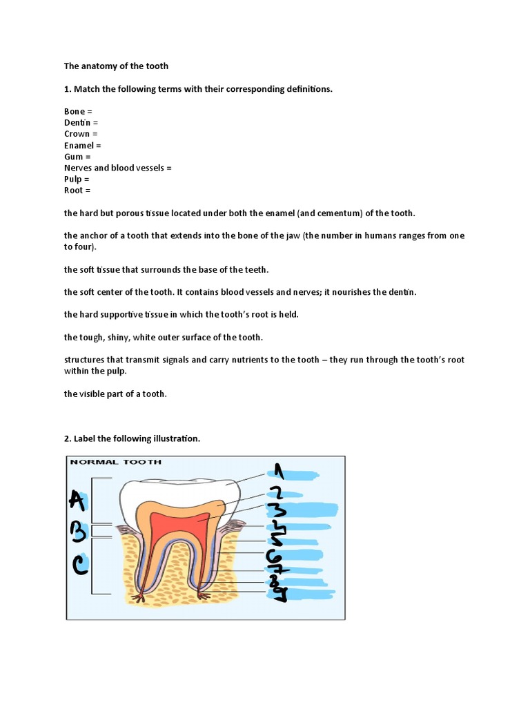 The Anatomy of The Tooth WORKSHEET | PDF | Tooth | Human Tooth