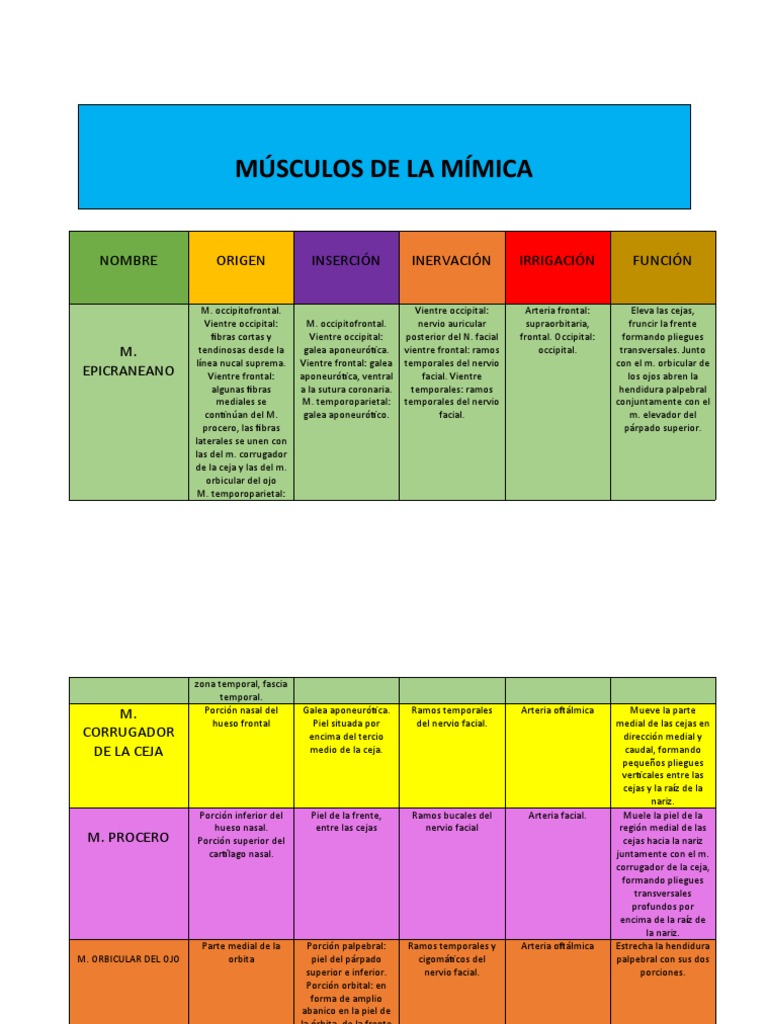 Músculos de La Mímica | PDF | Rasgos faciales | Anatomía