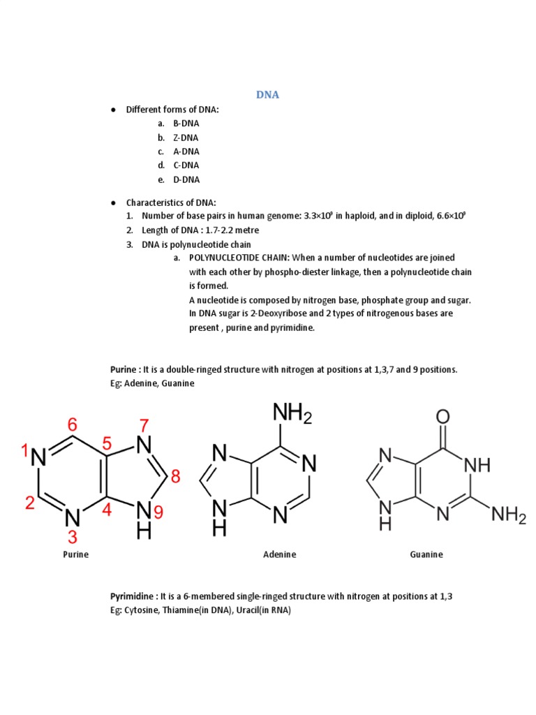 DNA Notes | PDF | Nucleotides | Dna