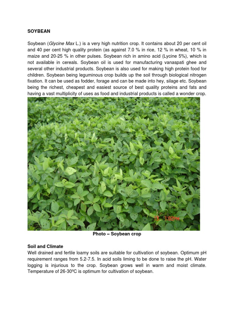 A Comprehensive Guide to Soybean Production: Varieties, Cultivation ...