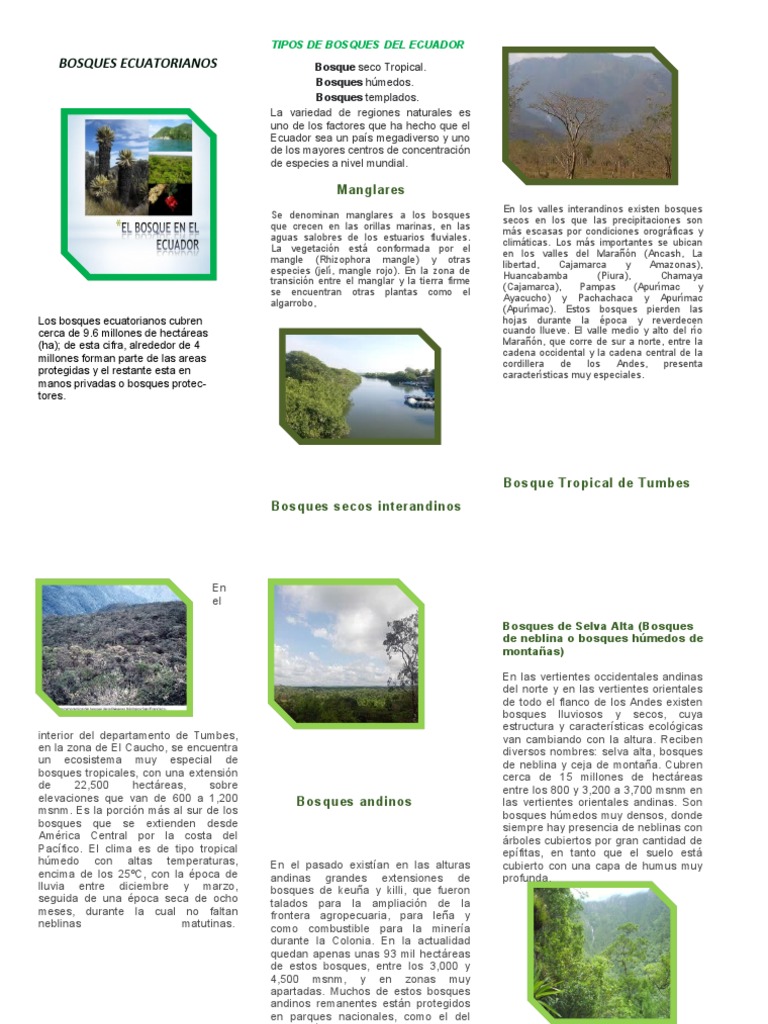 BOSQUES ECUATORIANOS Triptico | PDF | Andes | Los bosques