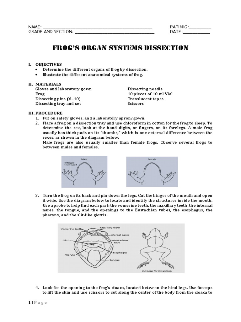 Frog'S Organ Systems Dissection: I. Objectives | PDF | Bile | Human ...