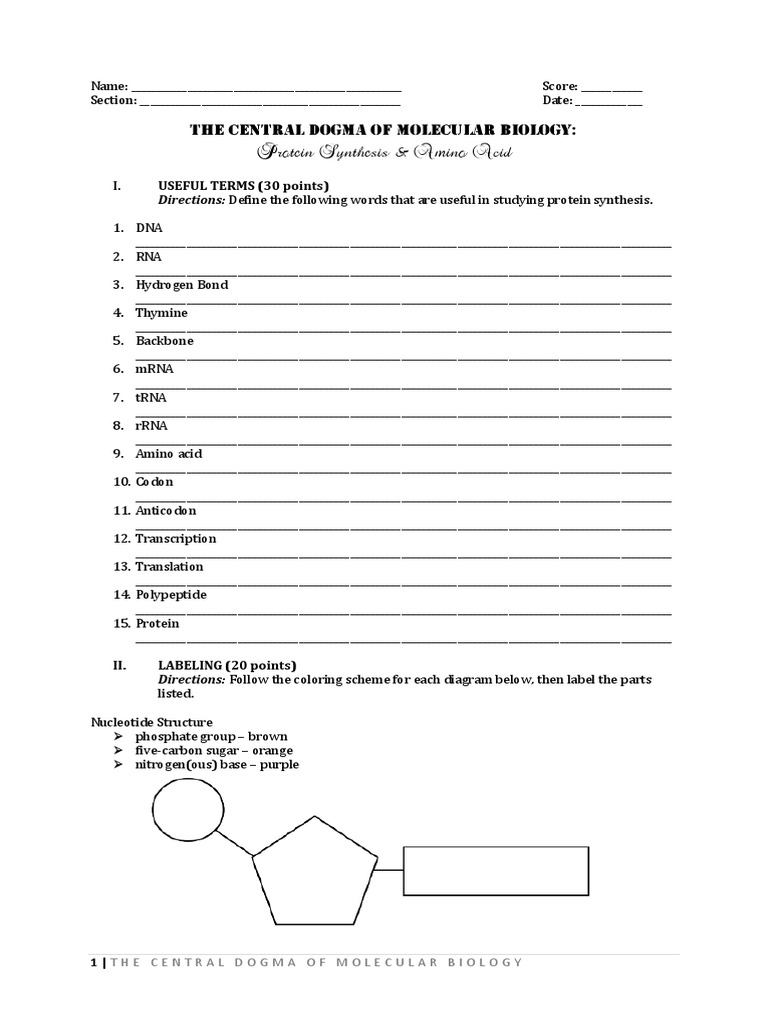 The Central Dogma of Molecular Biology | PDF | Translation (Biology ...