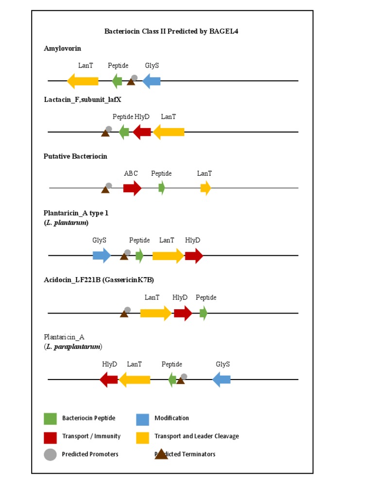 Bacteriocin Class II Predicted by BAGEL4 Amylovorin: Plantaricin - A (L ...