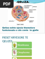 Qeliza Bimore Dhe Qeliza Shtazore | PDF