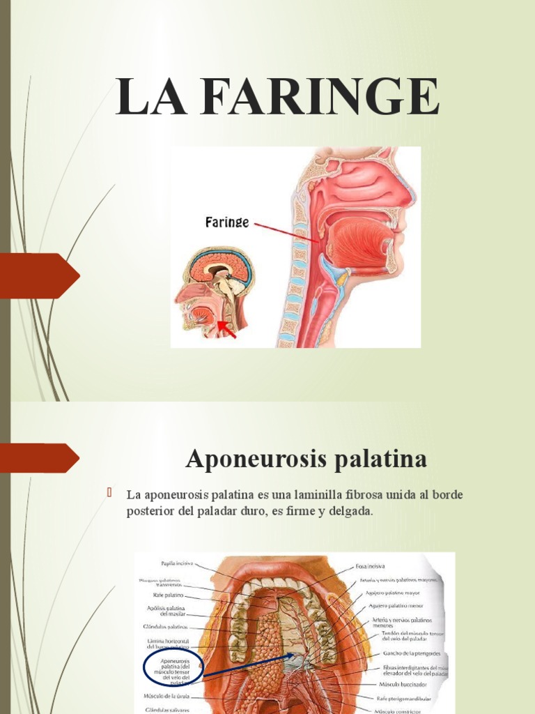 La Faringe | PDF