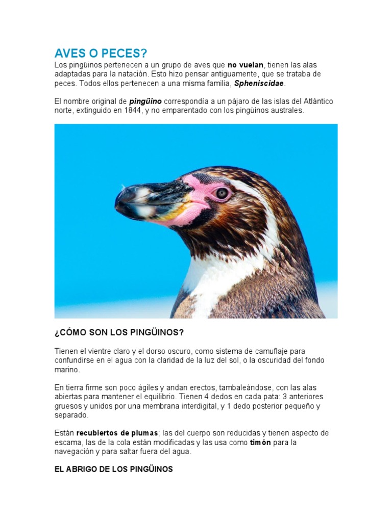 Los Pinguinos | PDF | Pingüino | Aves