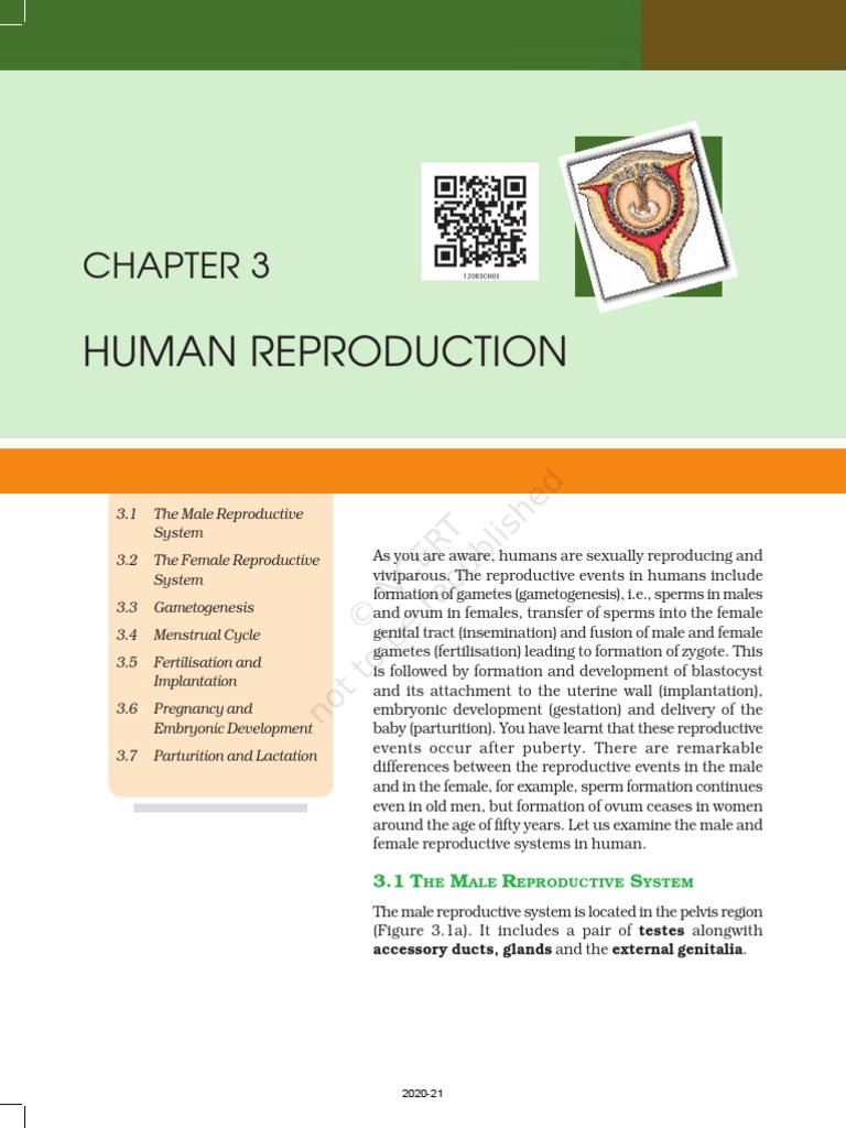 Human Reproduction Systems | PDF | Menstrual Cycle | Ovary